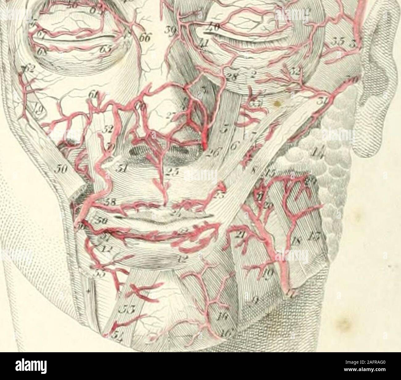 . Plates of the arteries of the human body. By J Stock Photo - Alamy