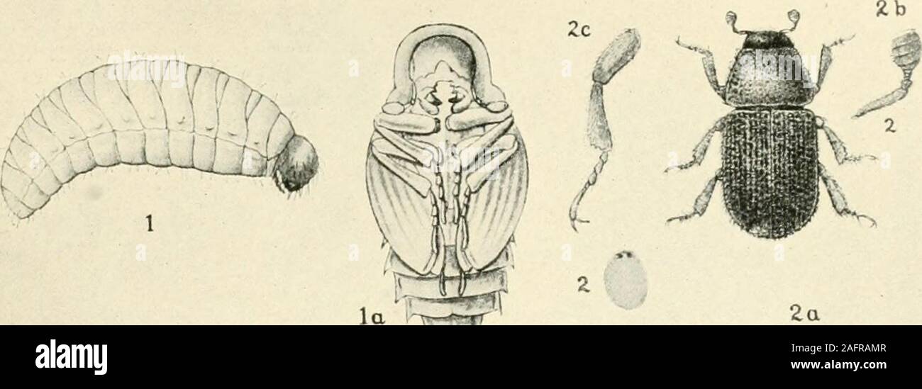 Diptera larva egg hi-res stock photography and images - Alamy
