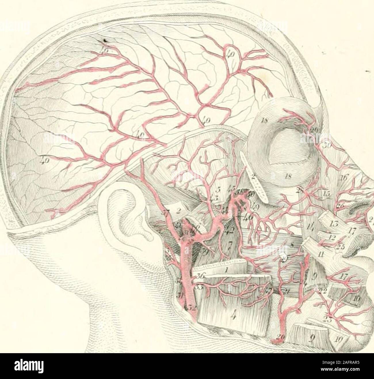 . Plates of the arteries of the human body. Thoracic branch. 152. A ...