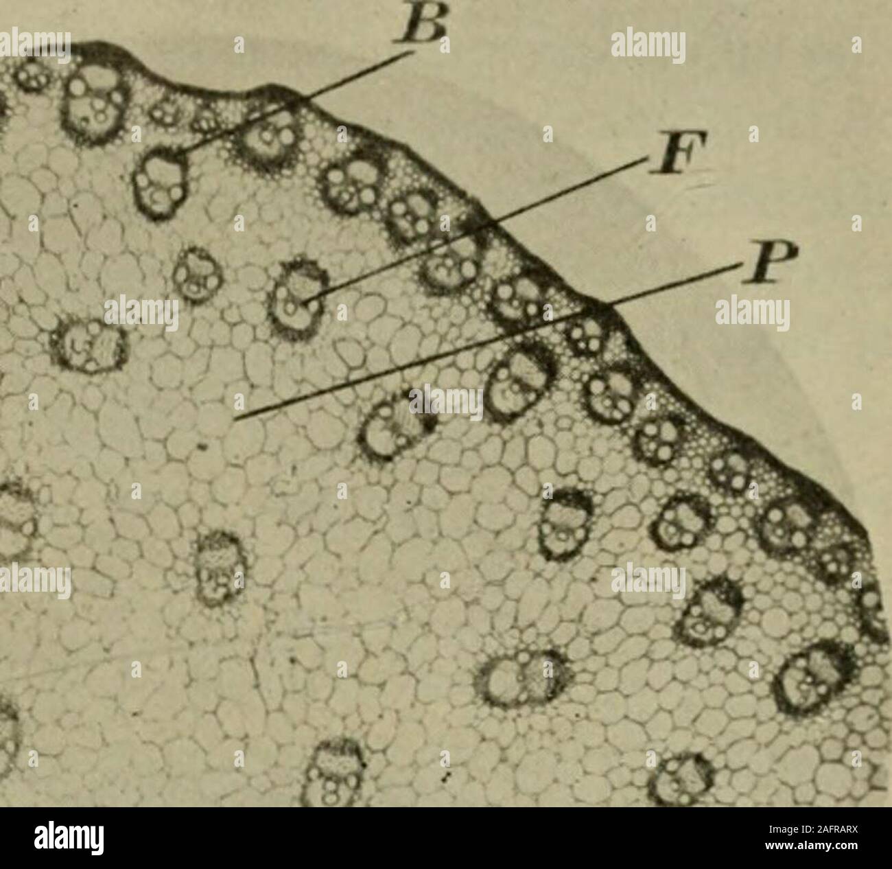 . The manufacture of pulp and paper : a textbook of modern pulp and ...