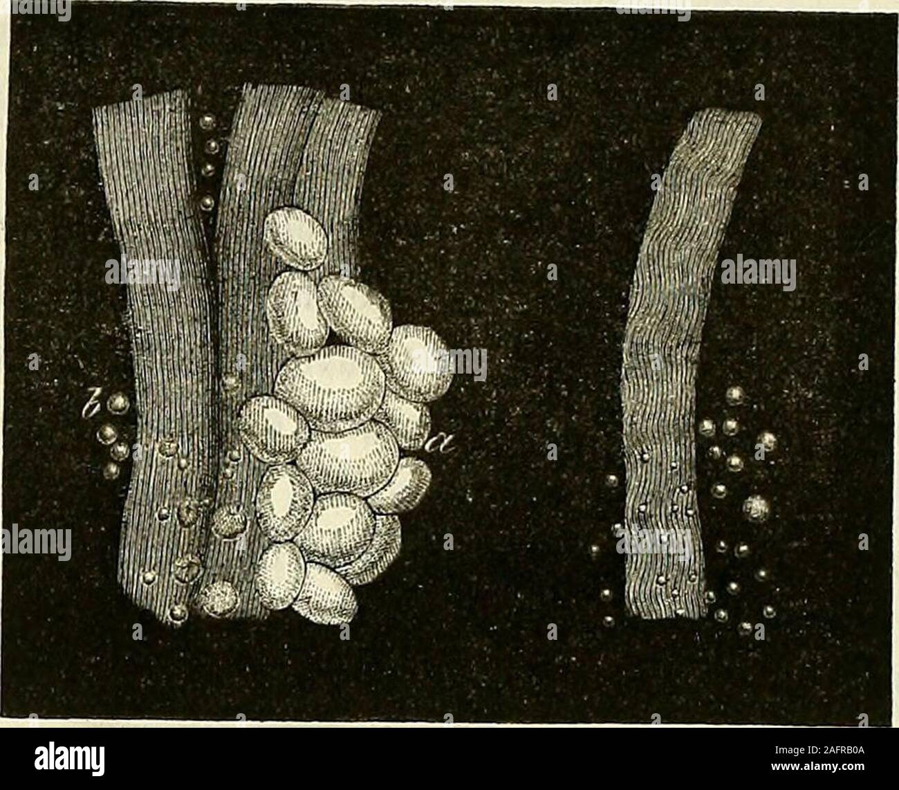 Examen microscopique hi-res stock photography and images - Alamy