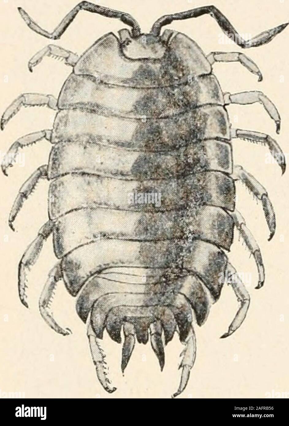 . The animans and man; an elementary textbook of zoology and human ...