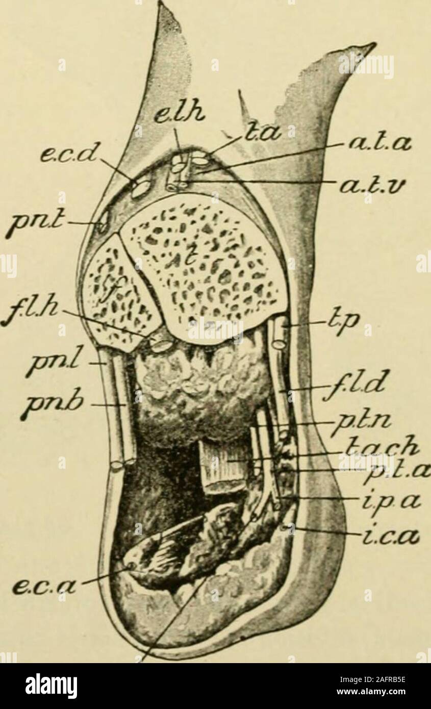 Fibula e tibia hi-res stock photography and images - Alamy