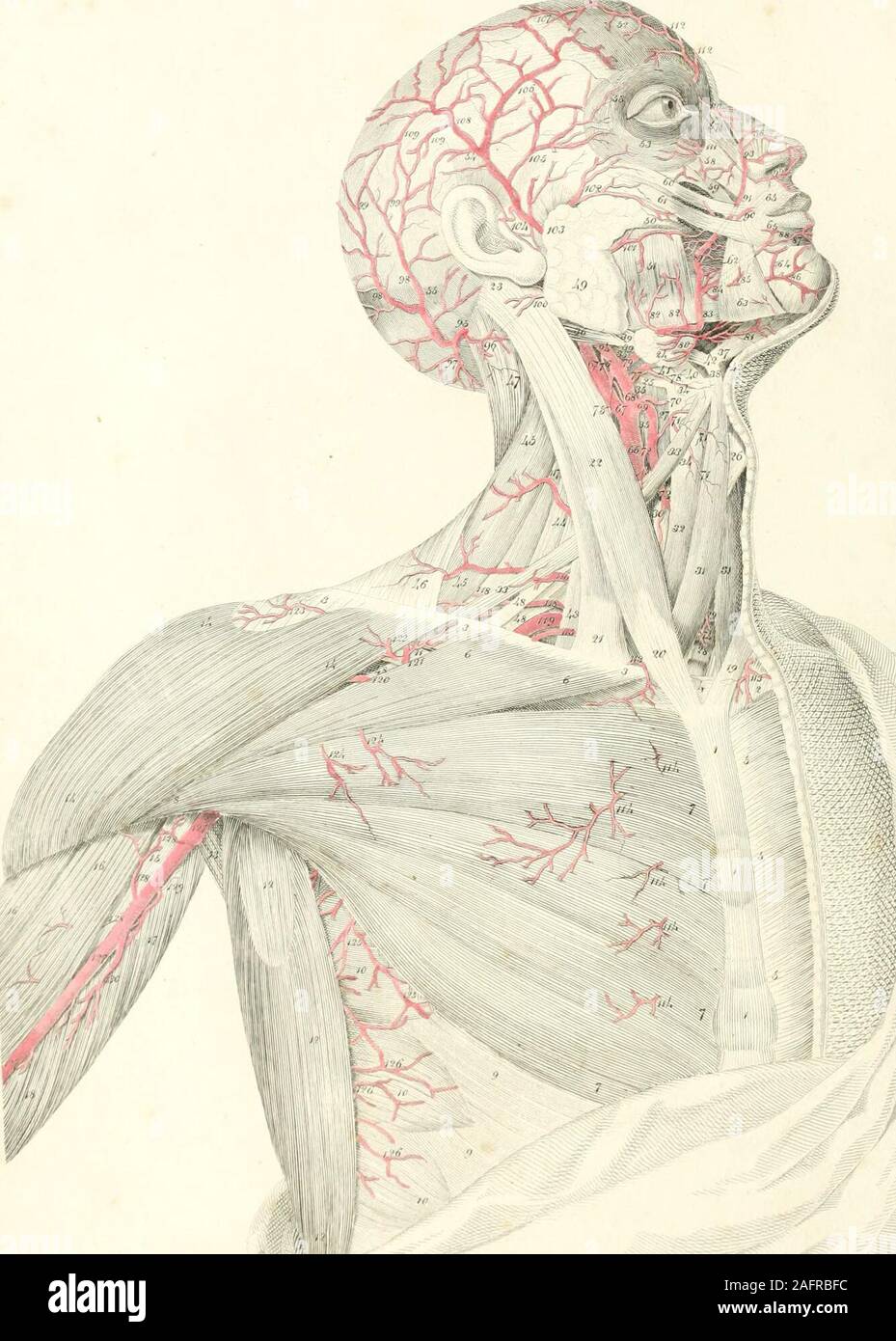 Subclavian Cordis