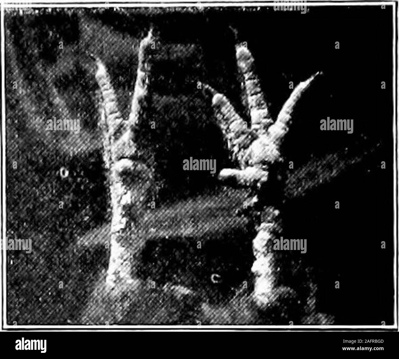 . Poultry for the farm and home. bLuiiou Canker or chick diph-theria ...