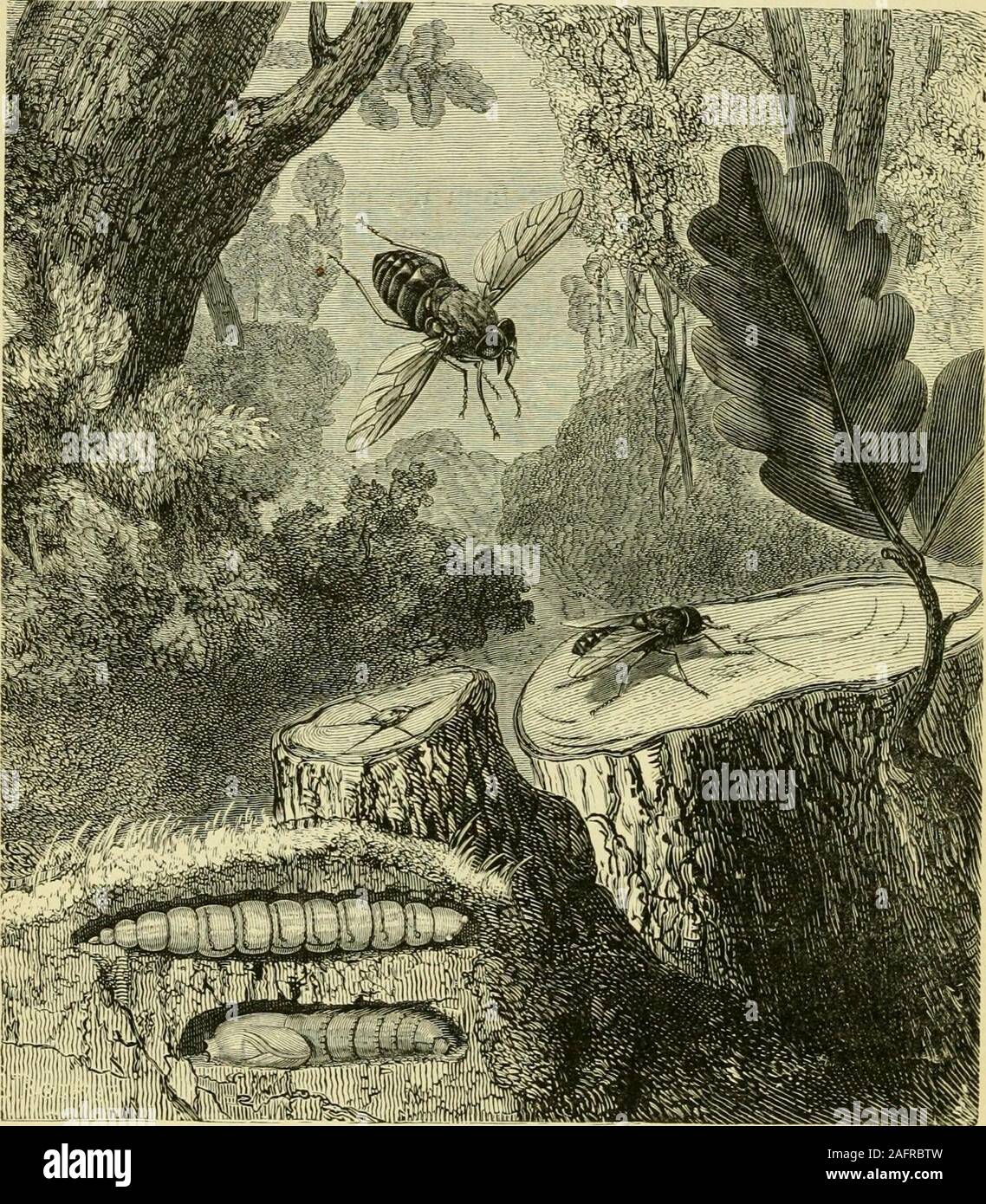 Chase insects hi-res stock photography and images - Alamy