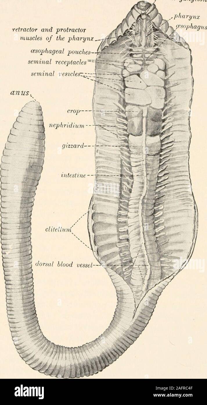 . The animans and man; an elementary textbook of zoology and human ...