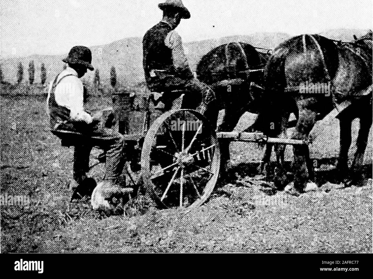 Cutting potatoes Black and White Stock Photos & Images - Alamy