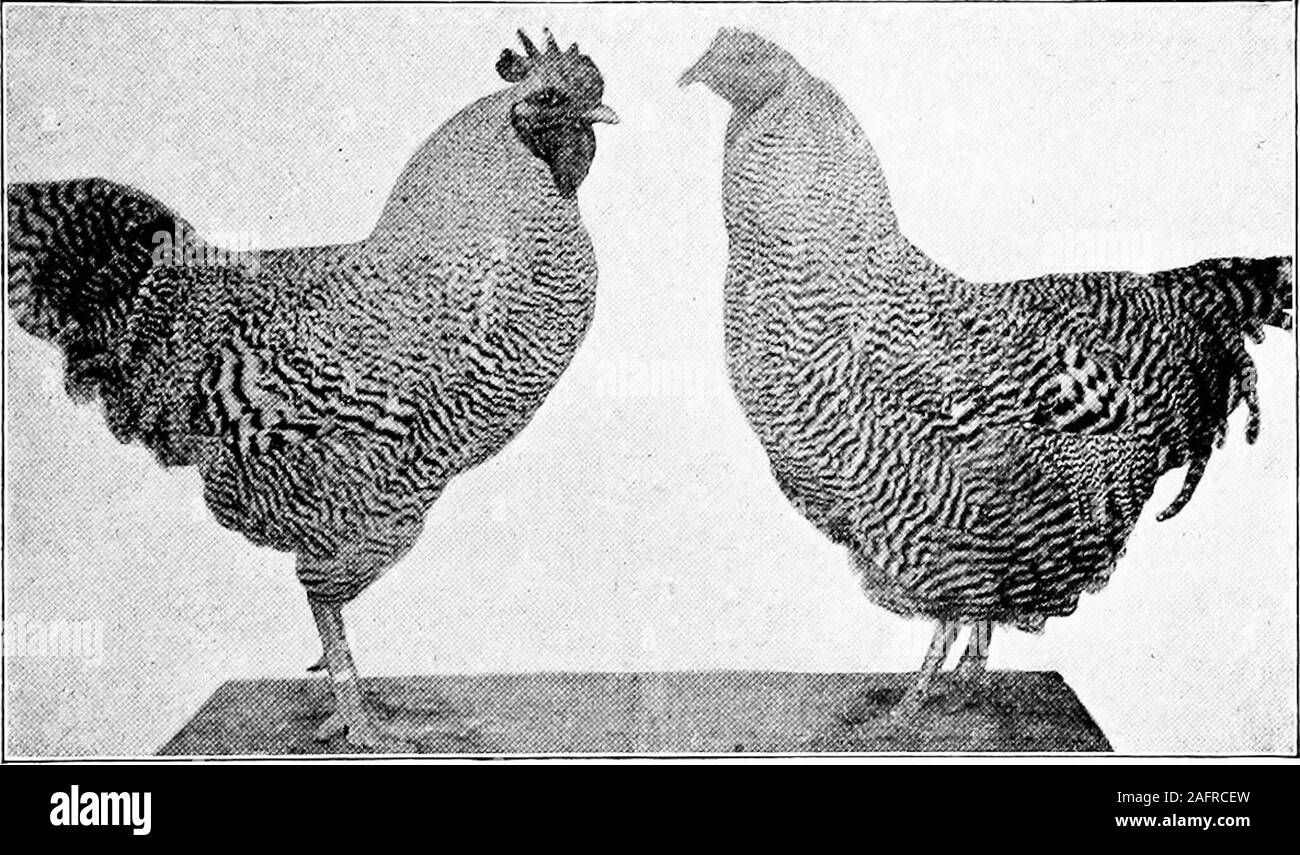 Capón Black and White Stock Photos & Images - Alamy