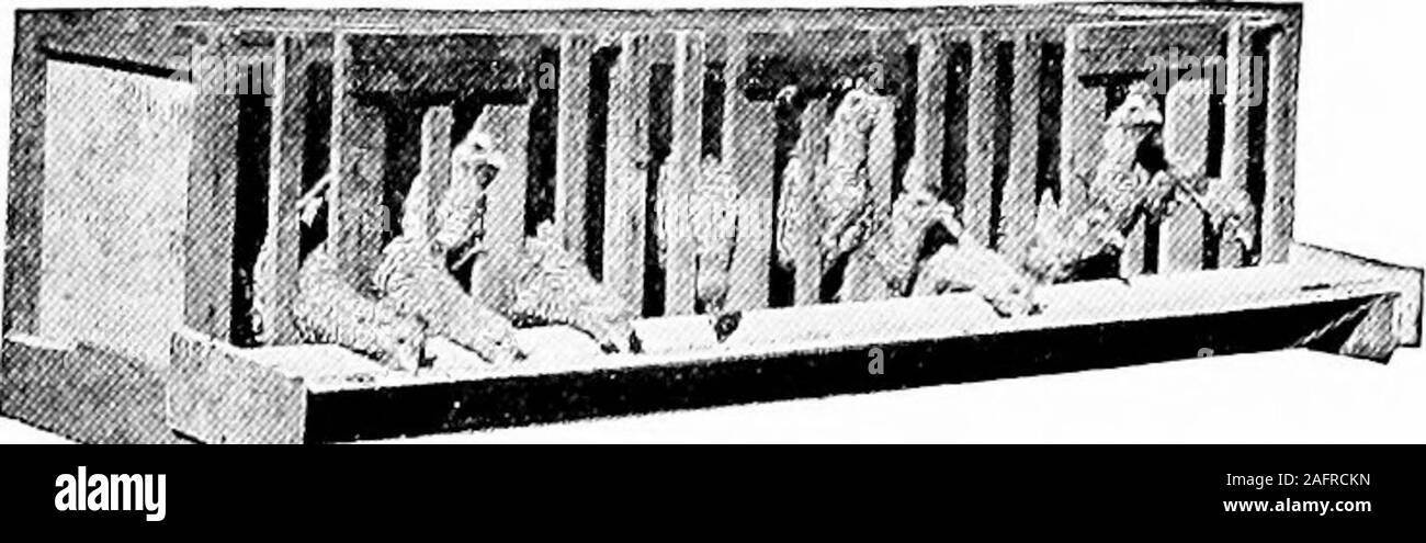 Fattening steers Cut Out Stock Images & Pictures - Alamy