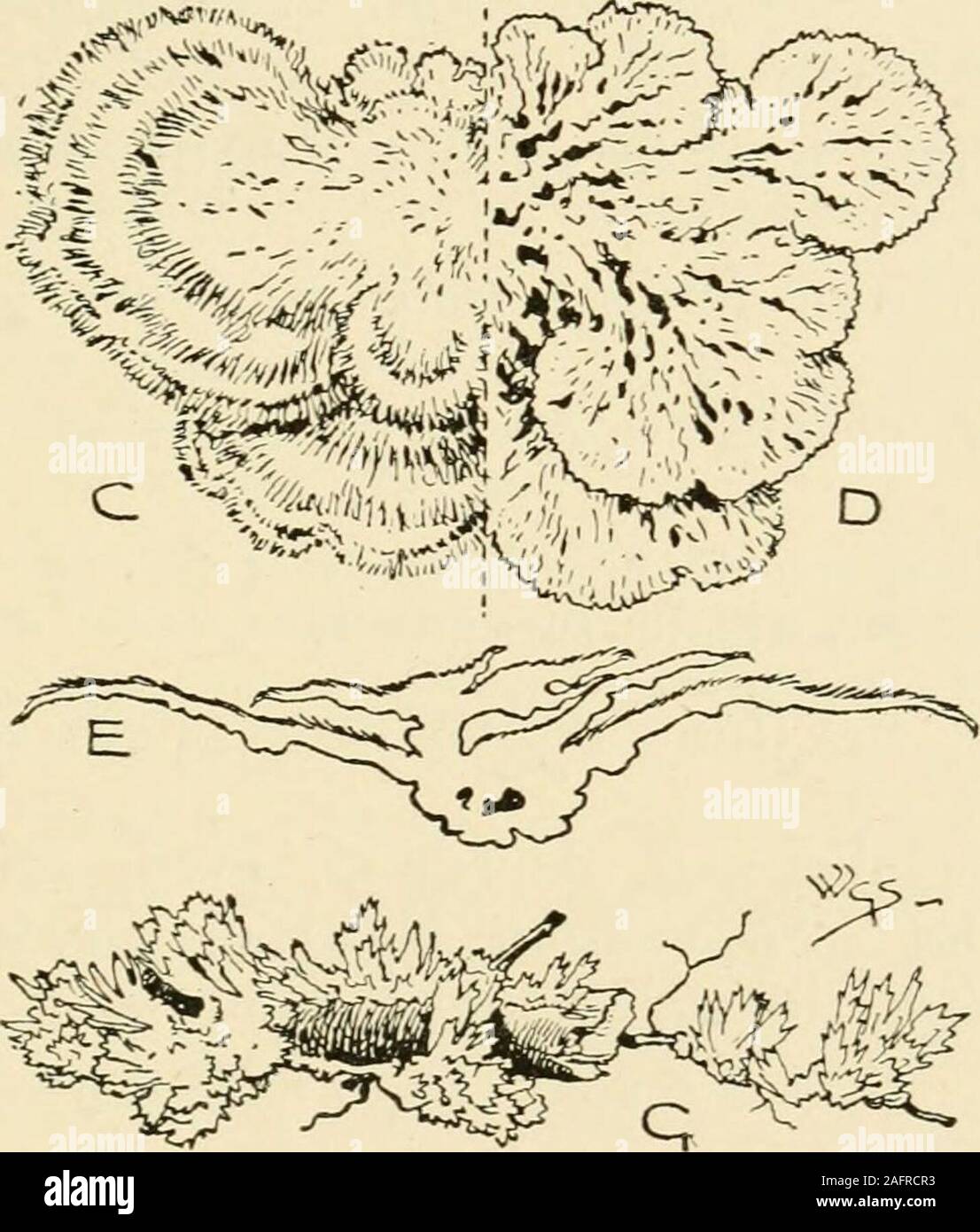 . Synopsis of the British Basidiomycetes ; a descriptive catalogue of ...