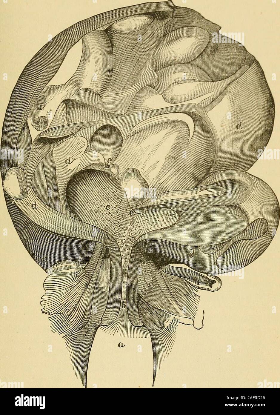 Uterine Lining High Resolution Stock Photography and Images - Alamy