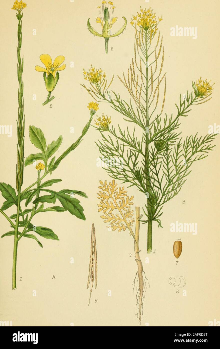 Brassica arvensis hi-res stock photography and images - Alamy