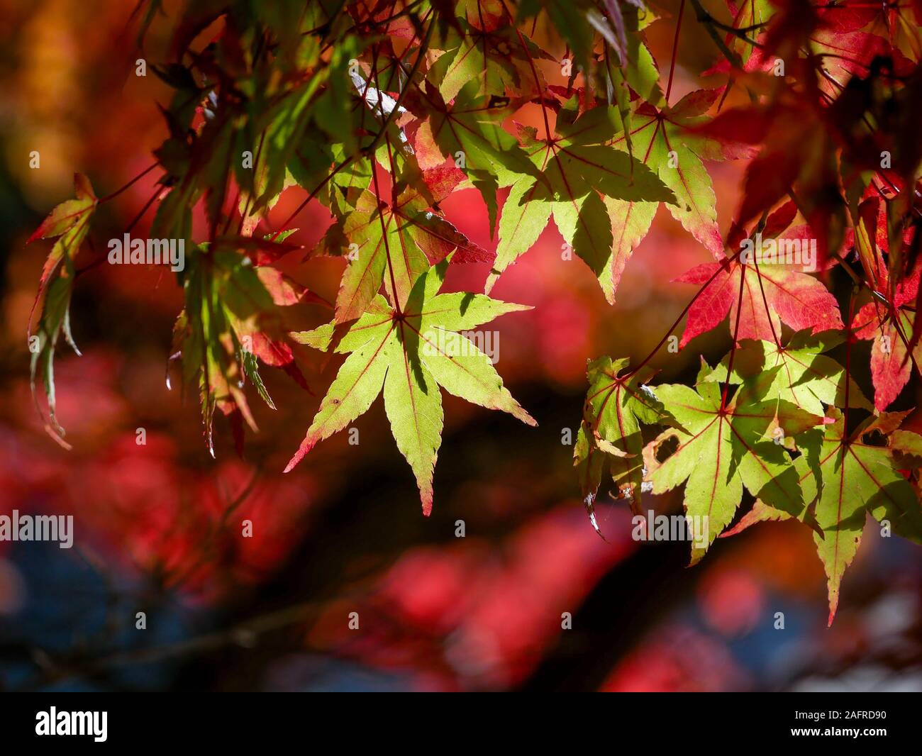 background autumn leaves in Japan Stock Photo - Alamy