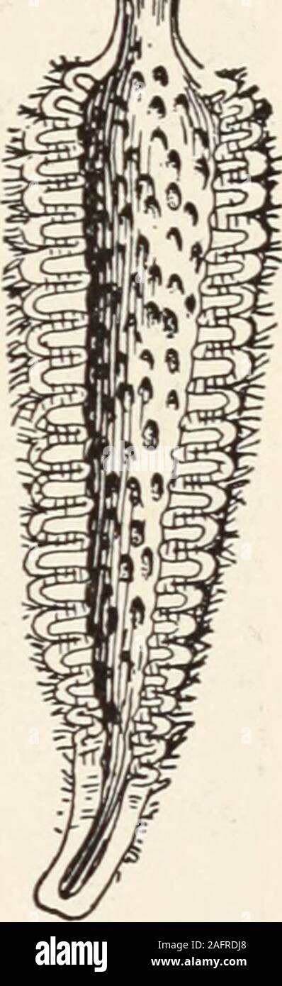 Grantia Longitudinal Section Labeled