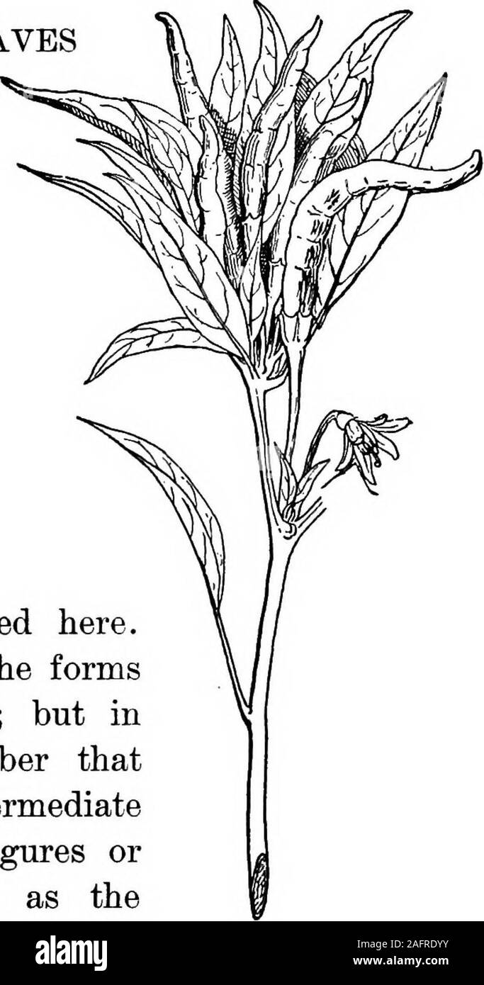 Stife Cut Out Stock Images & Pictures - Alamy