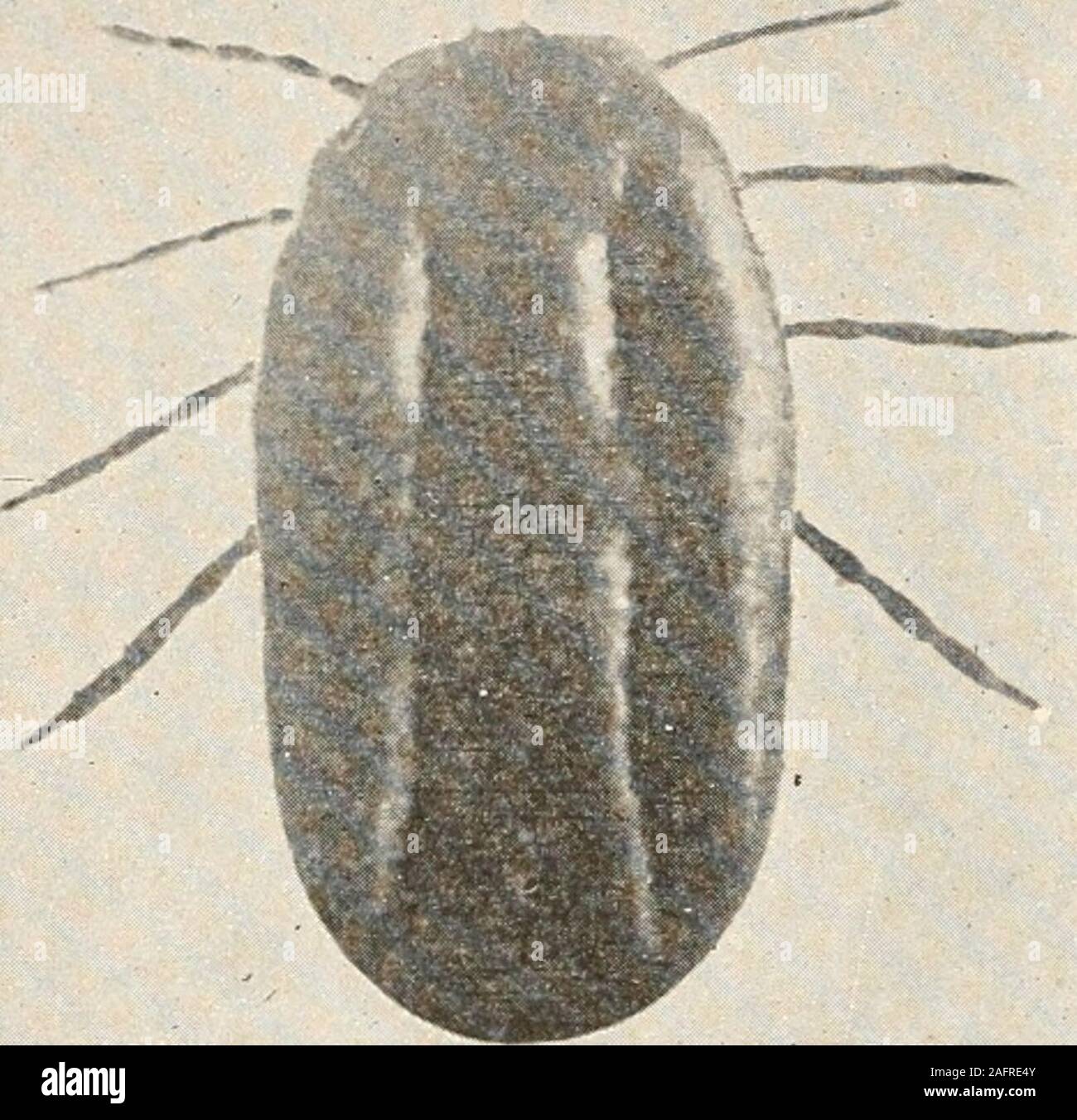 . The animans and man; an elementary textbook of zoology and human ...