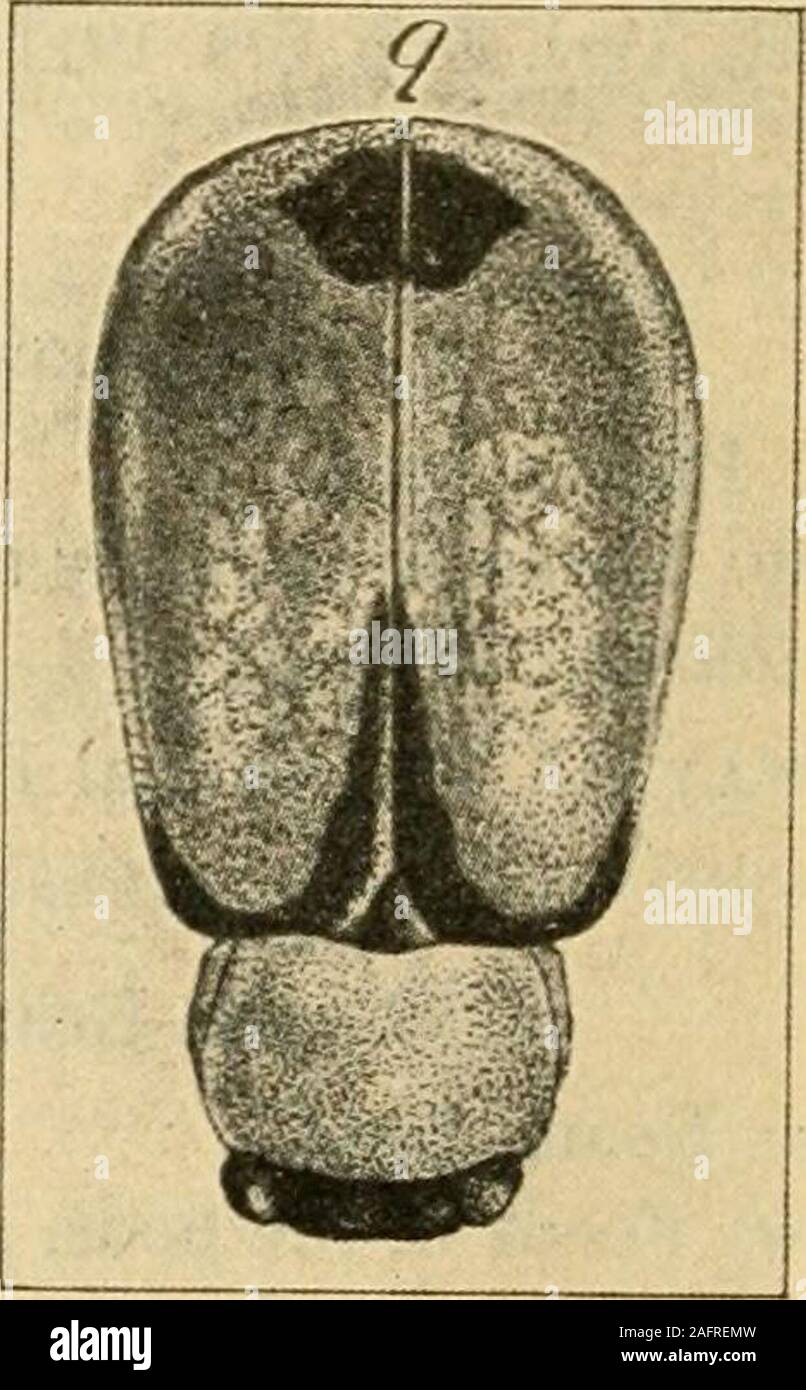 Chestnut tortrix hi-res stock photography and images - Alamy