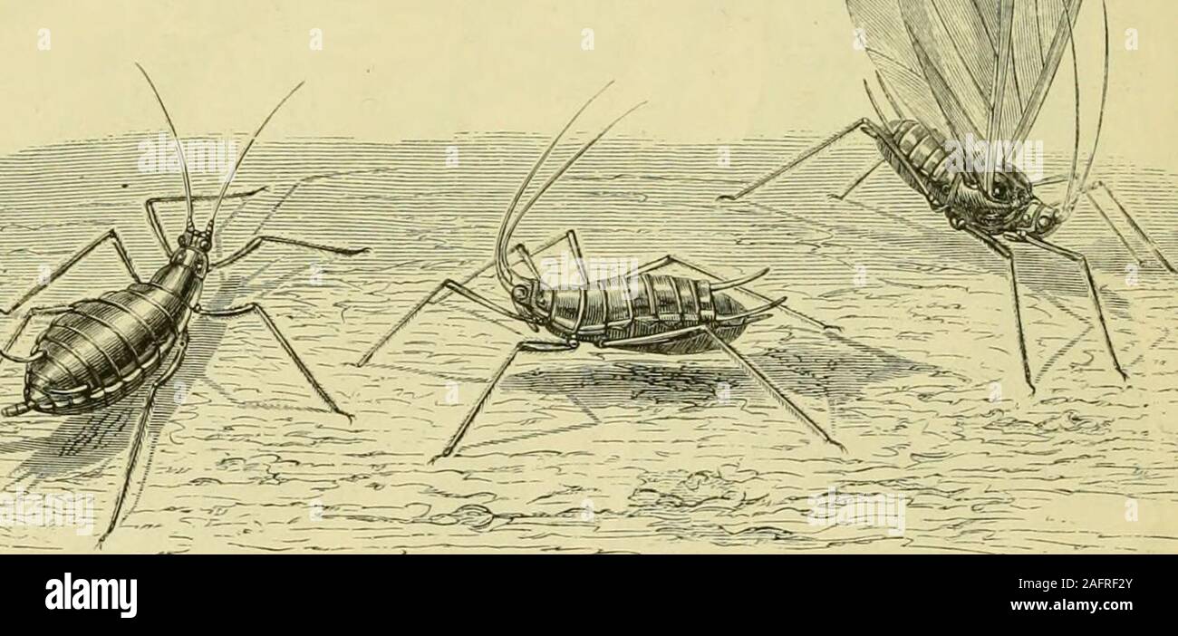 Mucus insects hi-res stock photography and images - Alamy