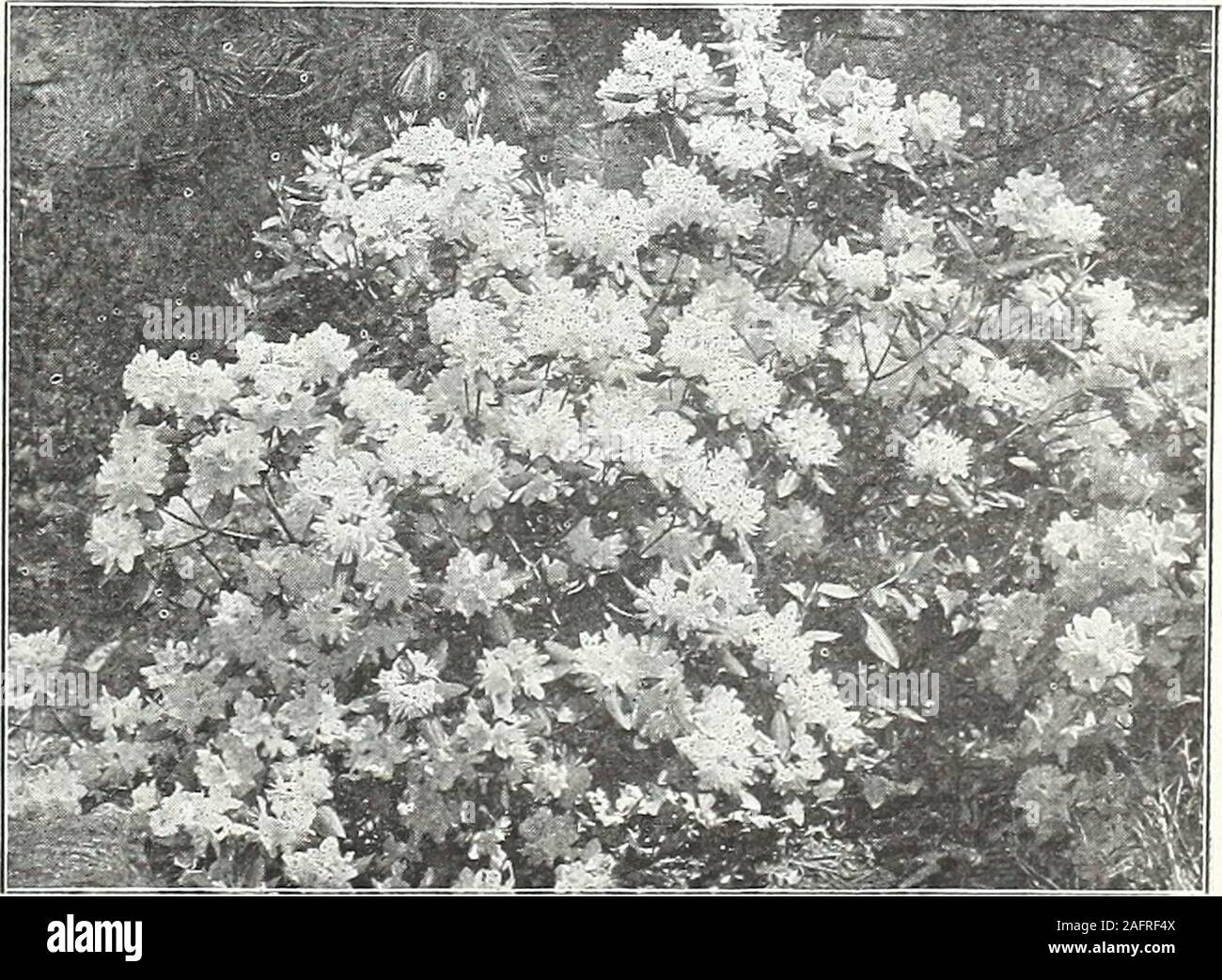 Graceful massing hi-res stock photography and images - Alamy