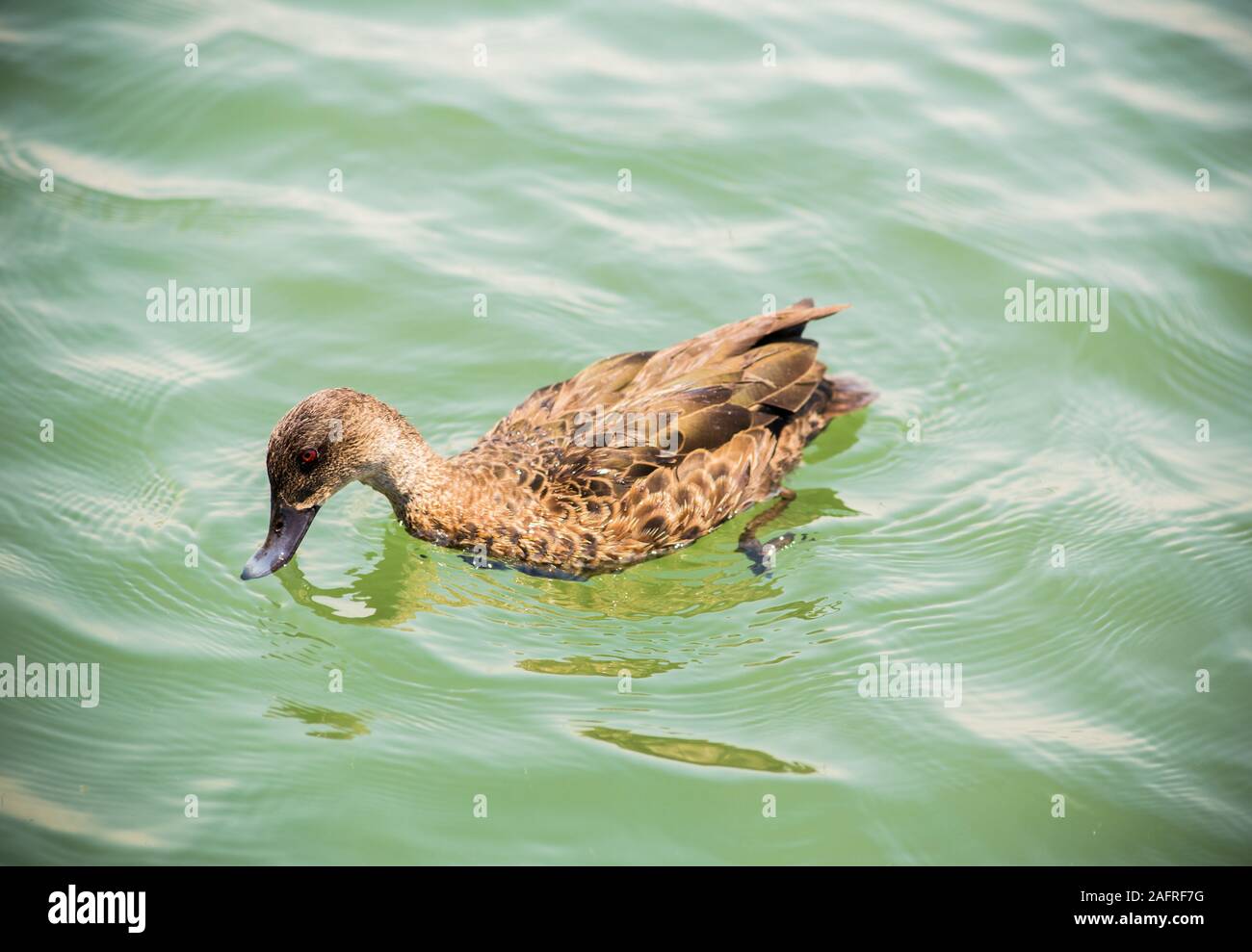 Amazing looking ducks in the open water Stock Photo - Alamy