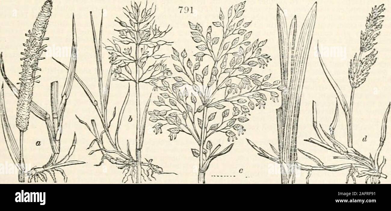 Rough fescue hi-res stock photography and images - Alamy