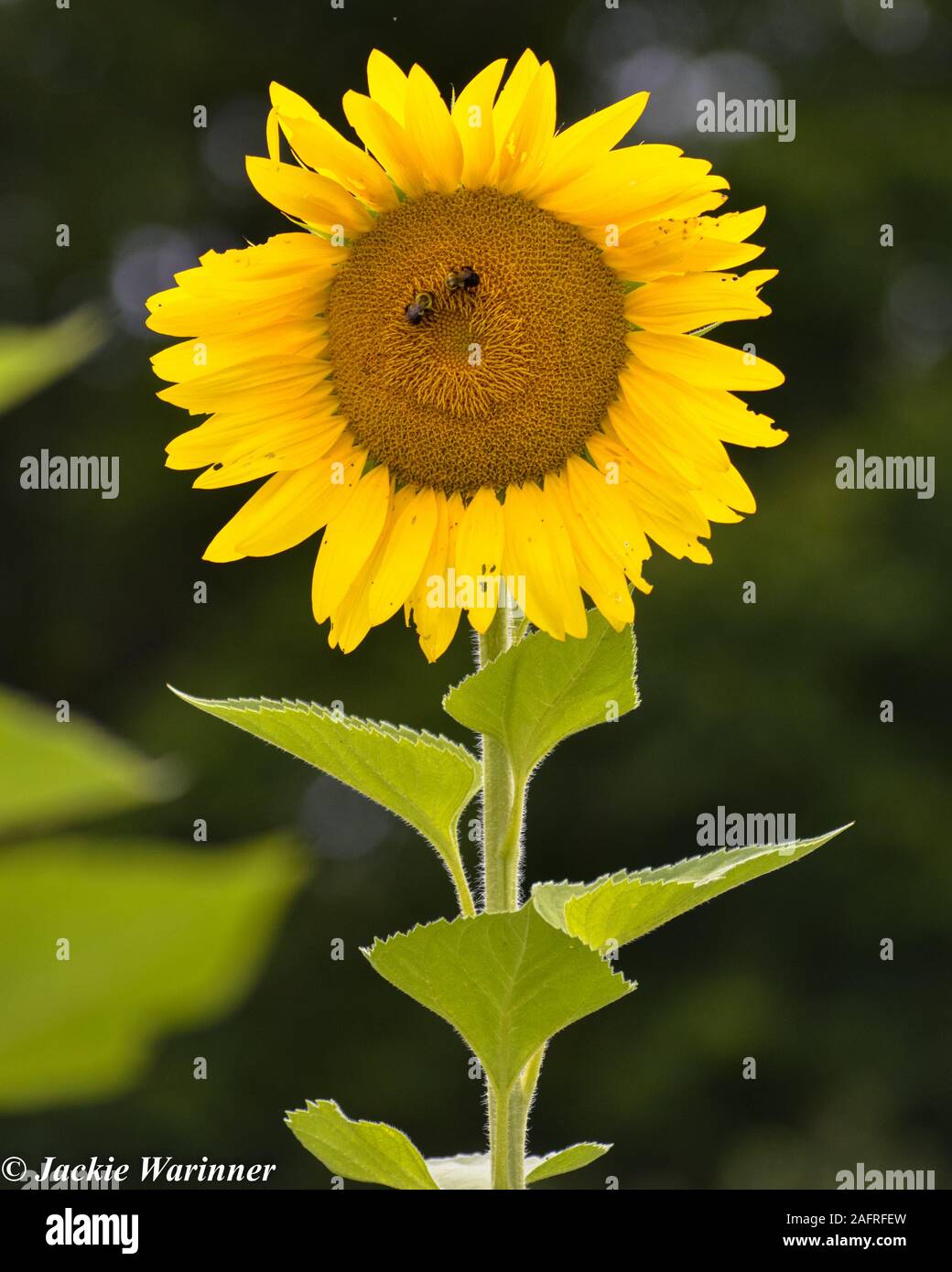 Smiling Happy Sunflower Stock Photo - Alamy