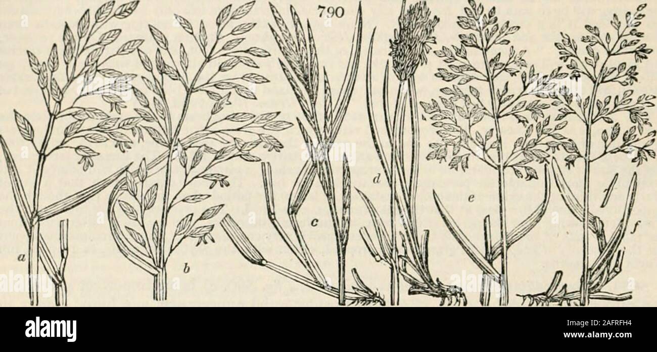 Laying in permanent pasture laying in permanent pasture hi-res stock ...