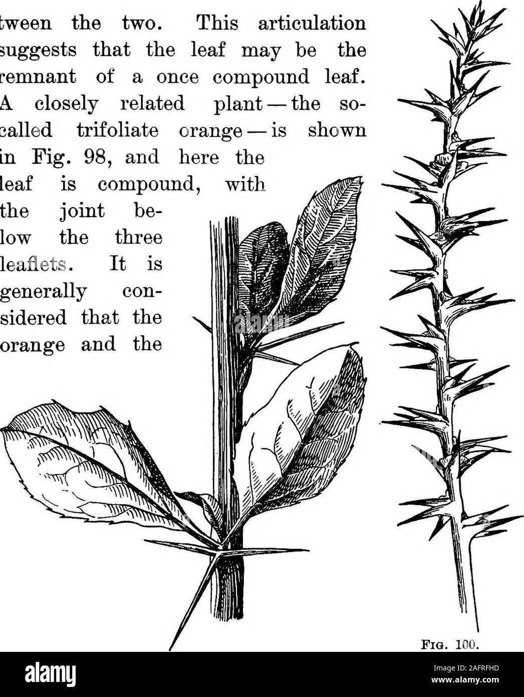 Trifoliate Compound Leaf