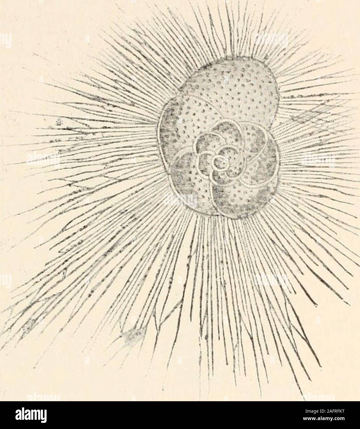 Protophyta hi-res stock photography and images - Alamy