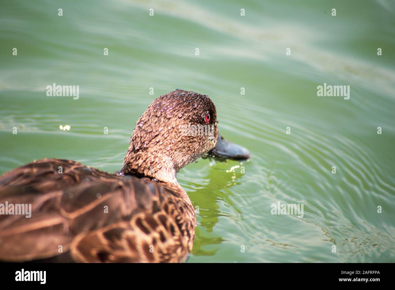 Amazing looking ducks in the open water Stock Photo - Alamy