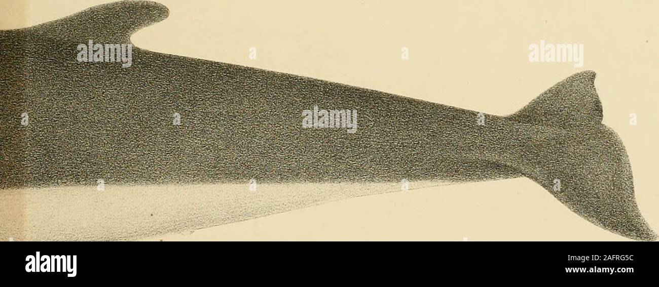 . The marine mammals of the north-western coast of North America ...