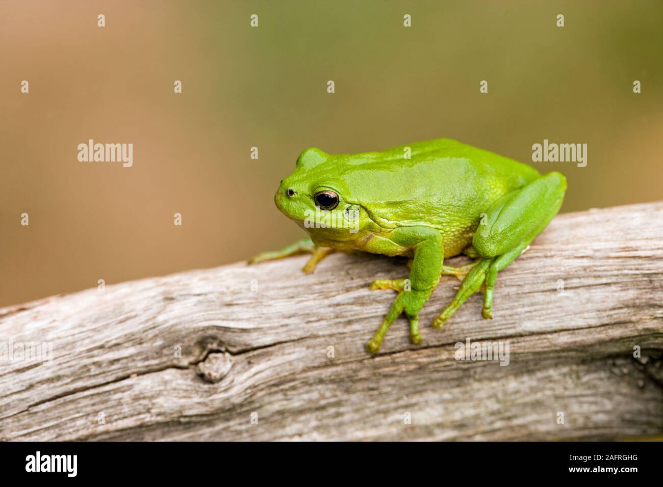 EUROPEAN STRIPELESS TREE FROG (Hyla meridionalis). On a dead tree ...
