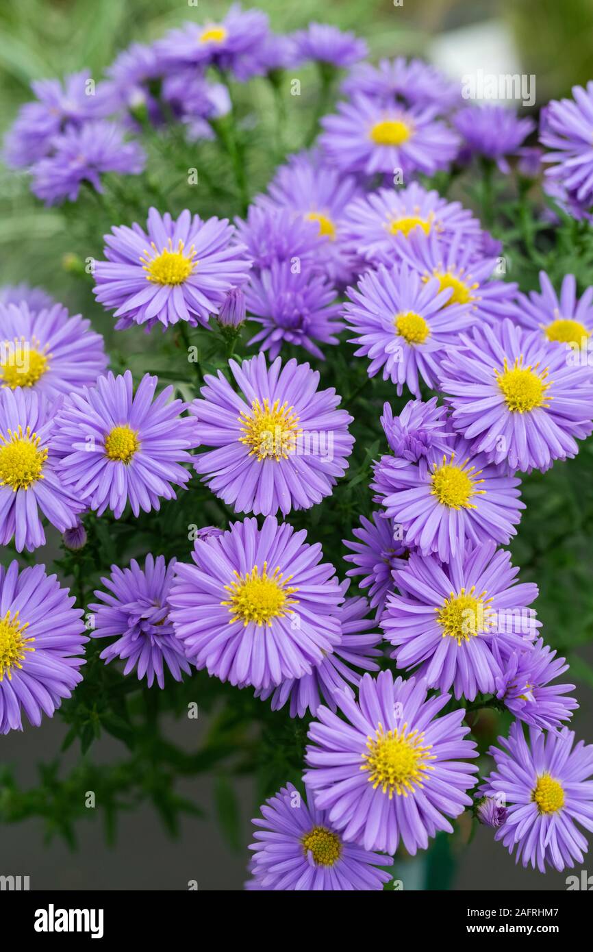 Aster hi-res stock photography and images - Alamy