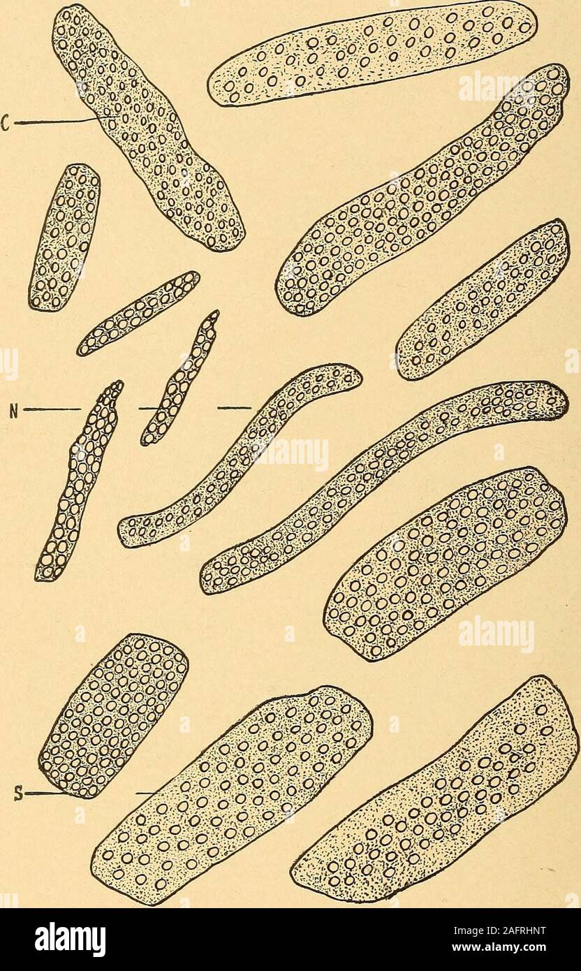 Convoluted tubules hi-res stock photography and images - Alamy