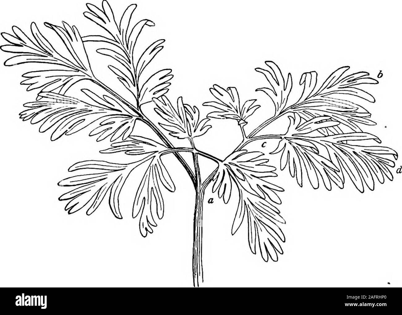 Decompound hi-res stock photography and images - Alamy