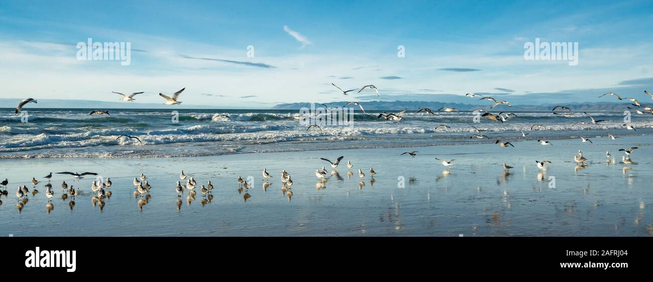Colony of seagulls hi-res stock photography and images - Alamy
