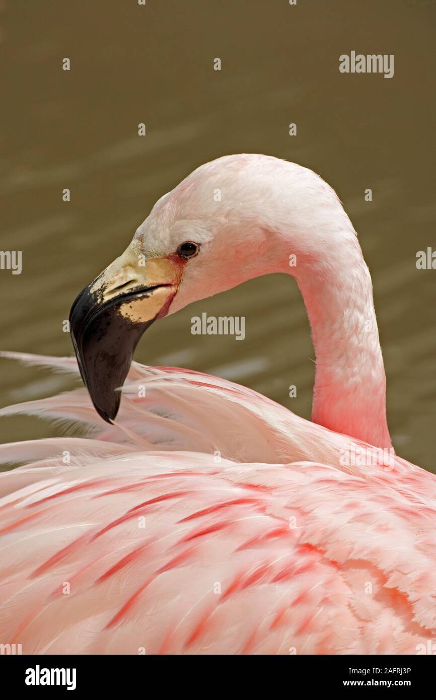 ANDEAN FLAMINGO (Phoenicoparrus andinus). Preening scapular feathers ...