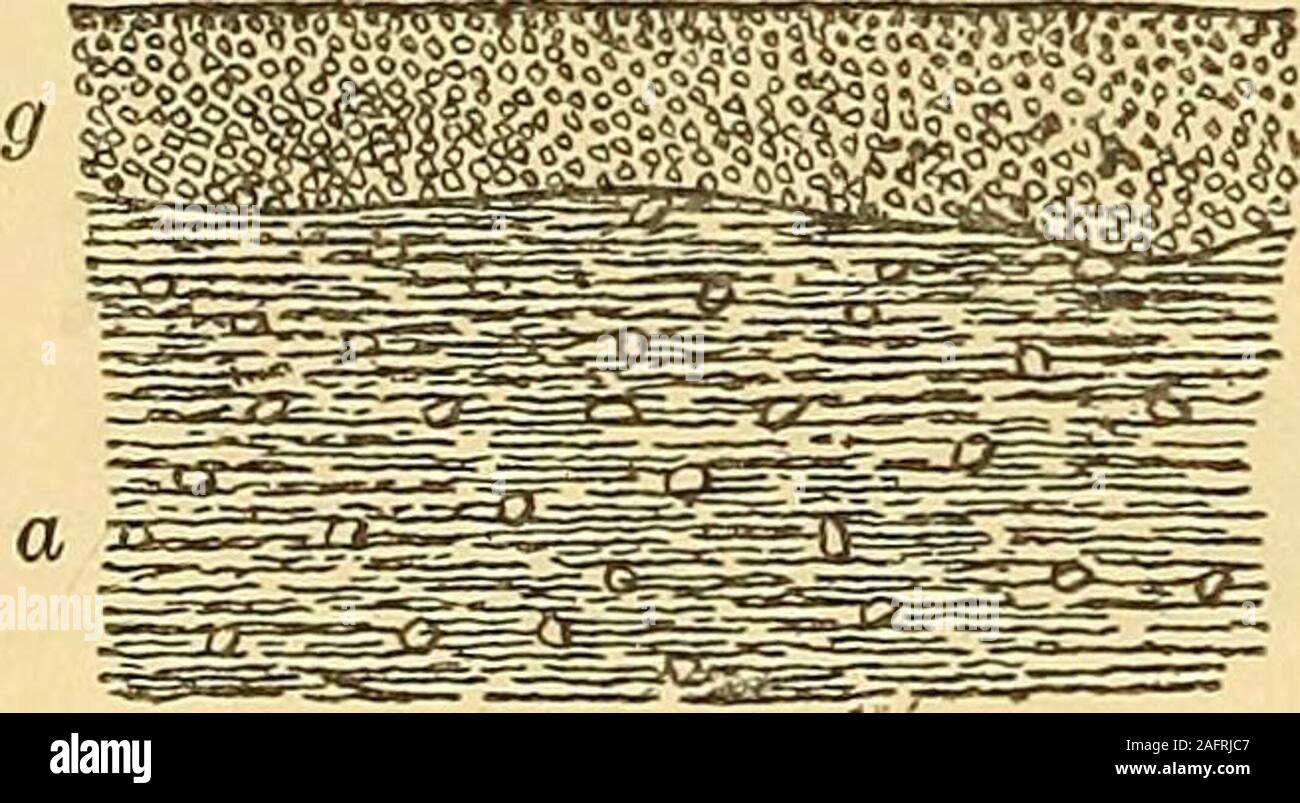 Outcropping of flint hi-res stock photography and images - Alamy