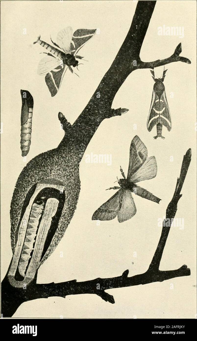 Pith plate hi-res stock photography and images - Alamy