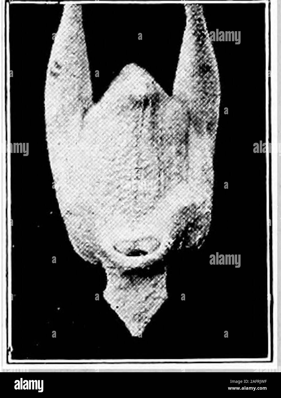 Scaly skin Black and White Stock Photos & Images - Alamy