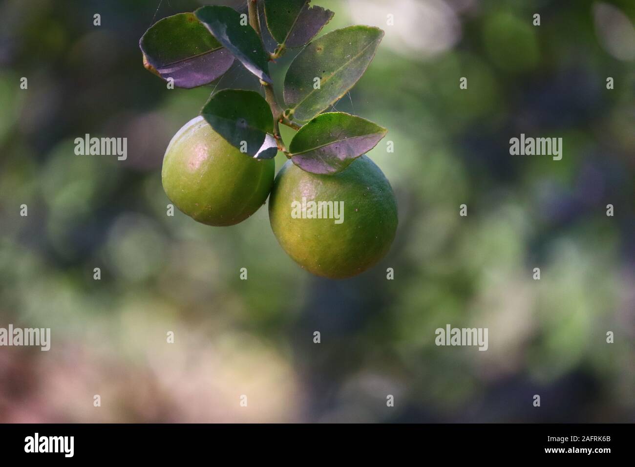 Citrus fruits (orange, lemon, grapefruit, mandarin, lime).Bunches of ...