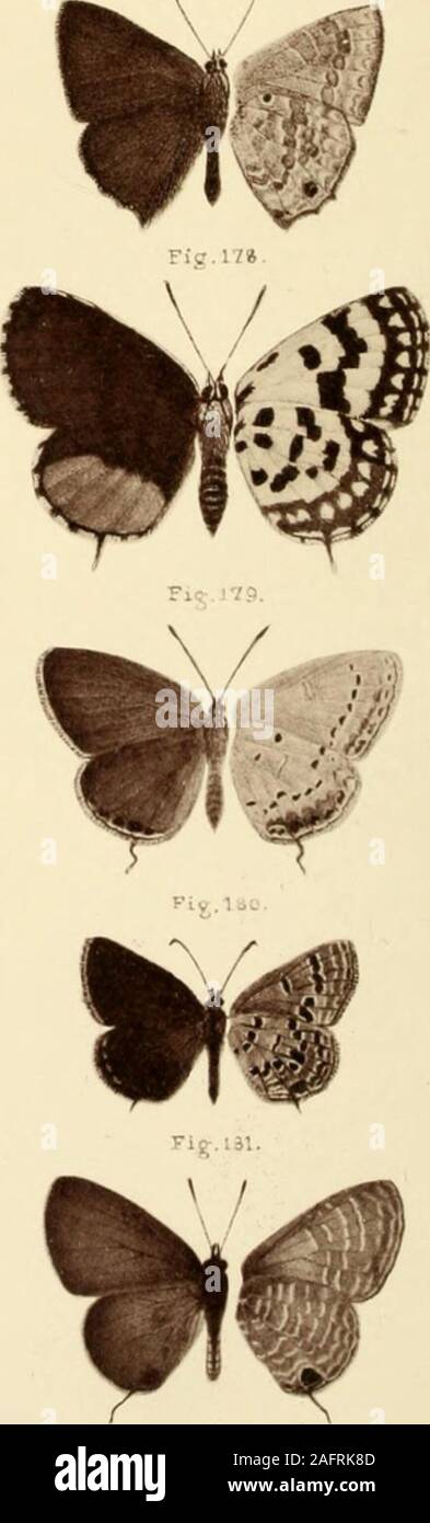 . The butterflies of India, Burmah and Ceylon. A descriptive handbook ...
