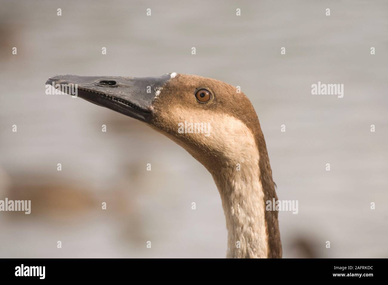 SWAN GOOSE portrait (Anser cygnoides). Profile of the head. Ancestor of ...