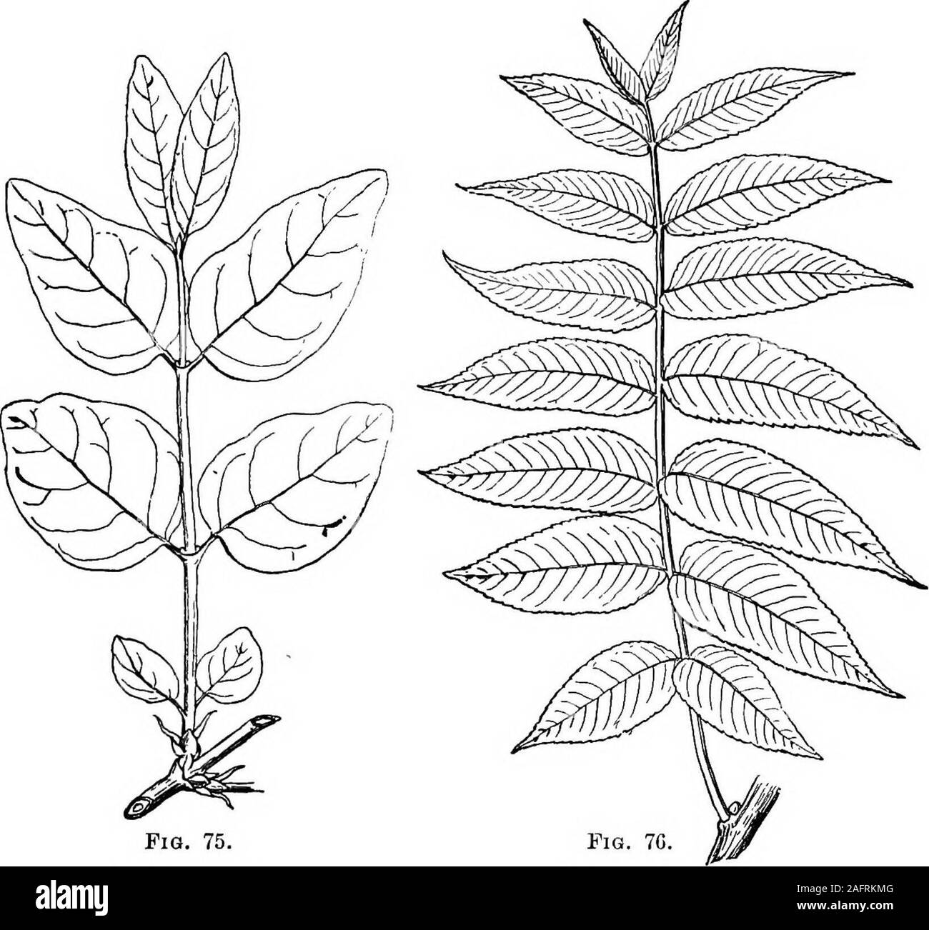 Awl leaf Black and White Stock Photos & Images - Alamy