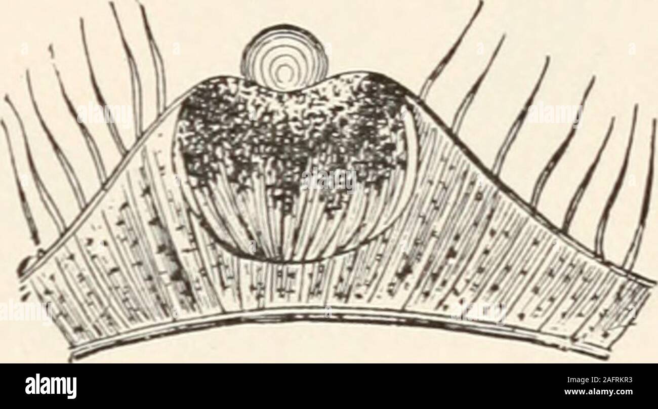 . The animans and man; an elementary textbook of zoology and human ...