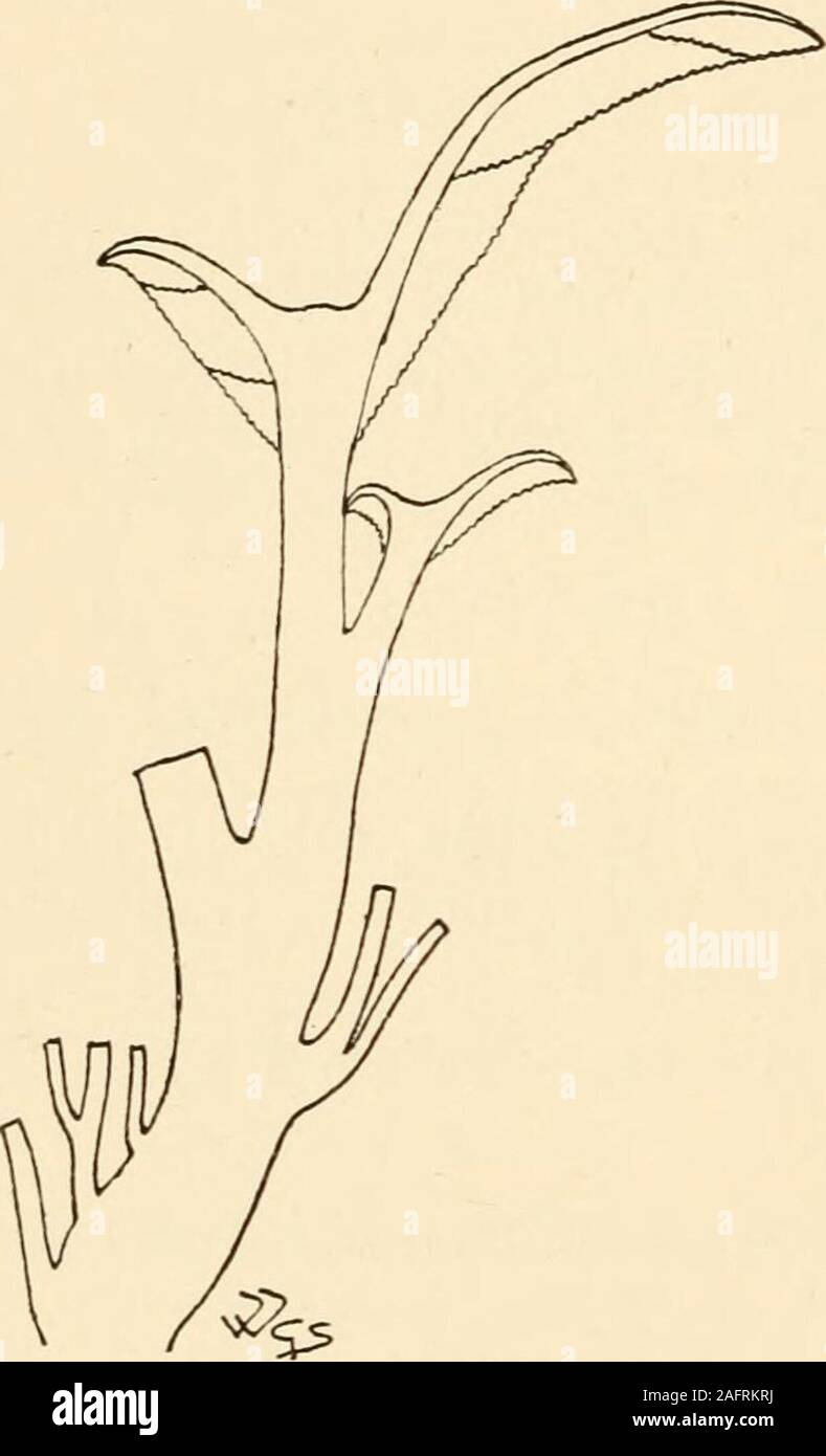 . Synopsis of the British Basidiomycetes ; a descriptive catalogue of ...