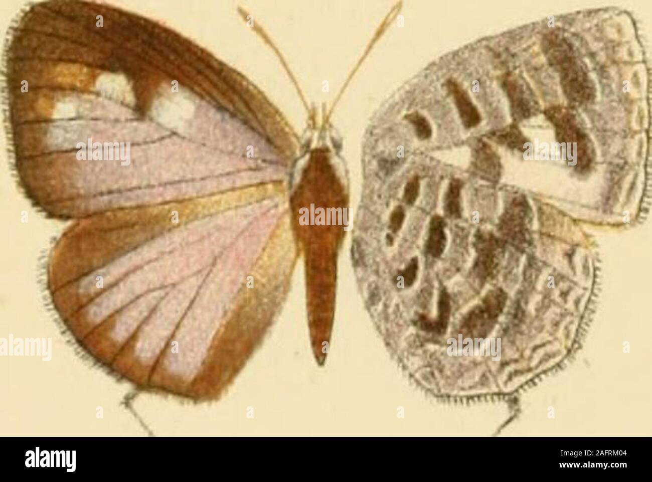 . The butterflies of India, Burmah and Ceylon. A descriptive handbook ...