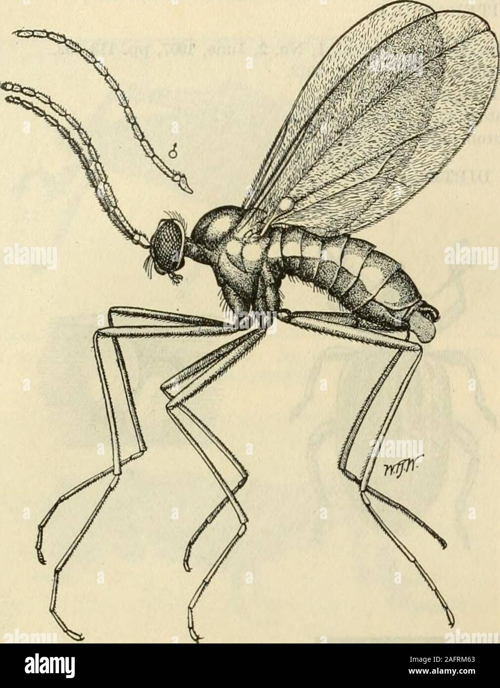 First Insects On Land