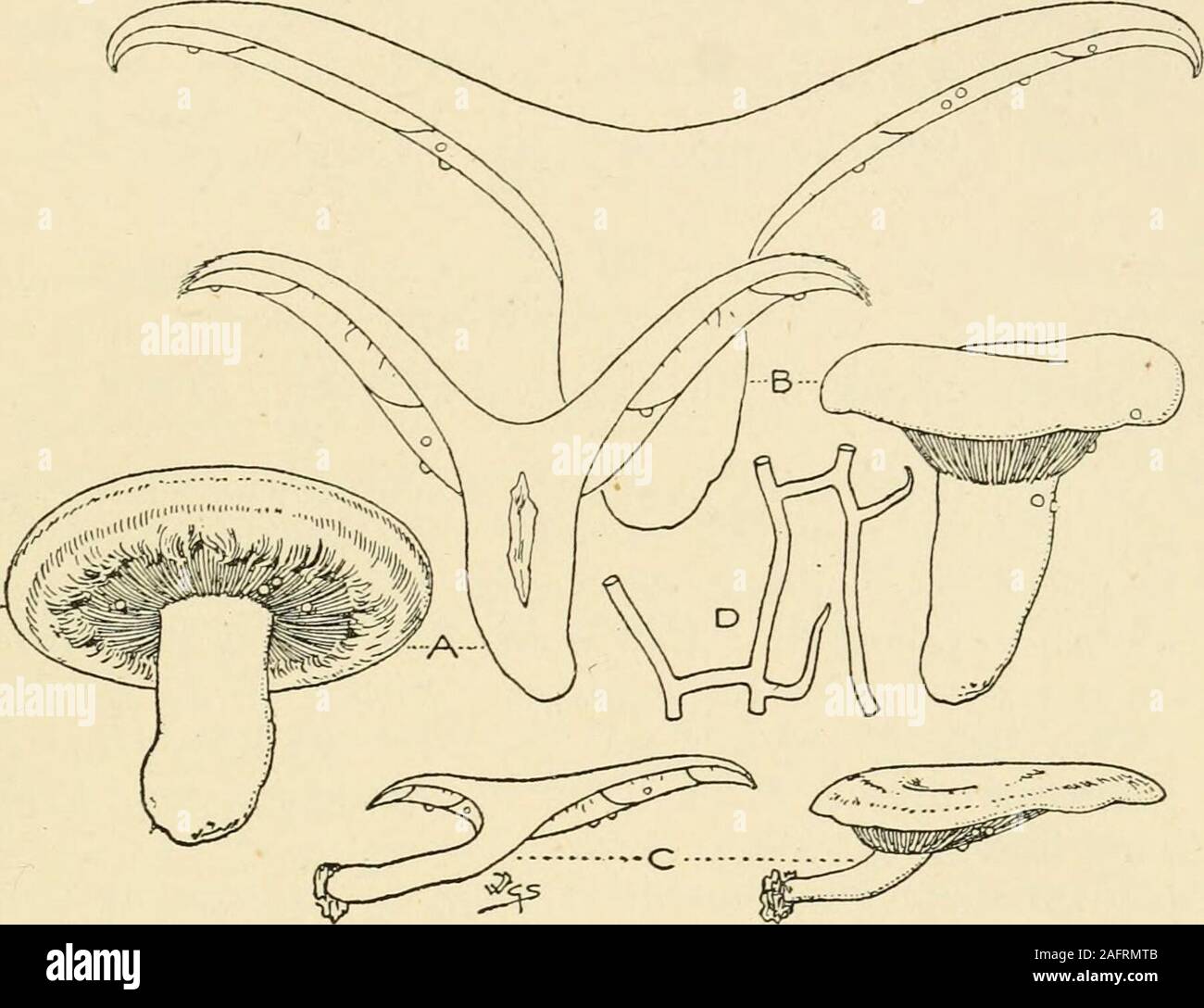 1290 species hi-res stock photography and images - Alamy